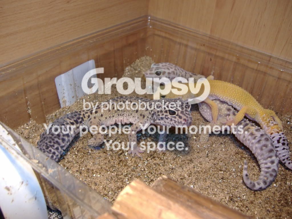 Who has the CUTEST lizard on rfuk? UPLOAD UR PICS! | Reptile Forums
