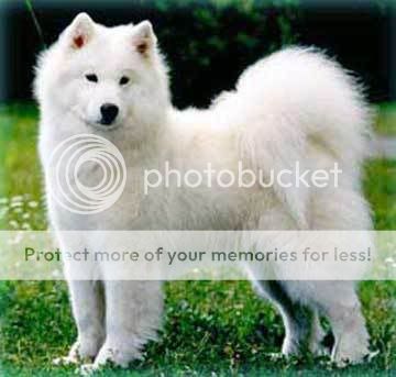 View topic - Alaskan Dream [Sled Dog RP ~ New,Needs Members] - Chicken ...